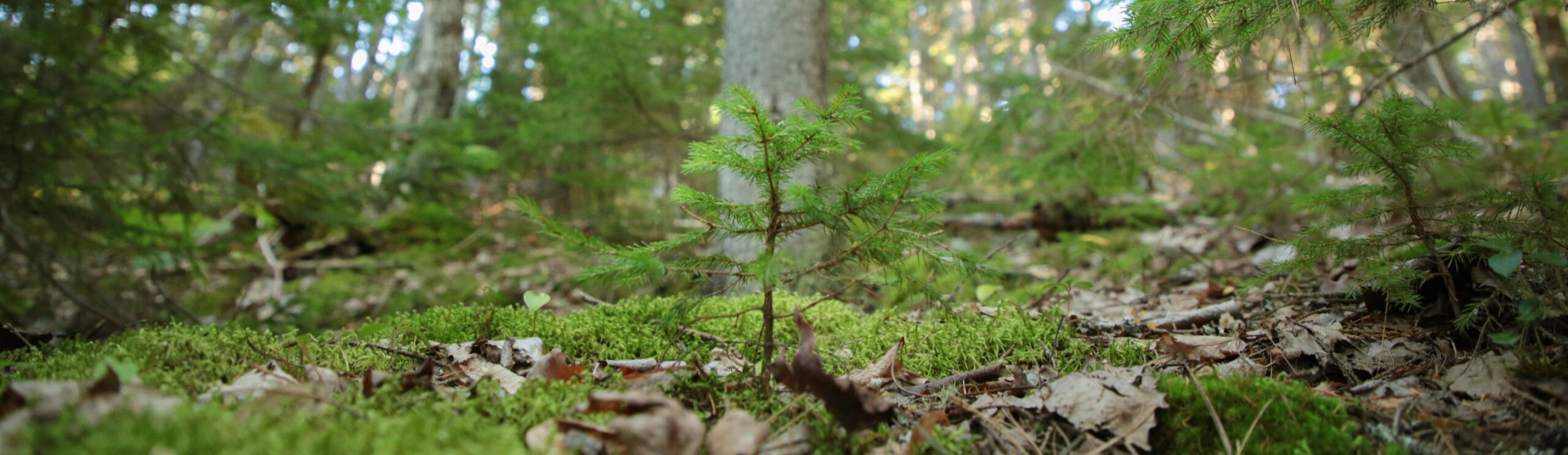 Act Today, For Our Future - Community Forests International