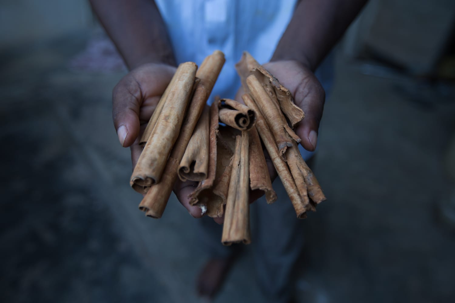 Community Forests International | Home