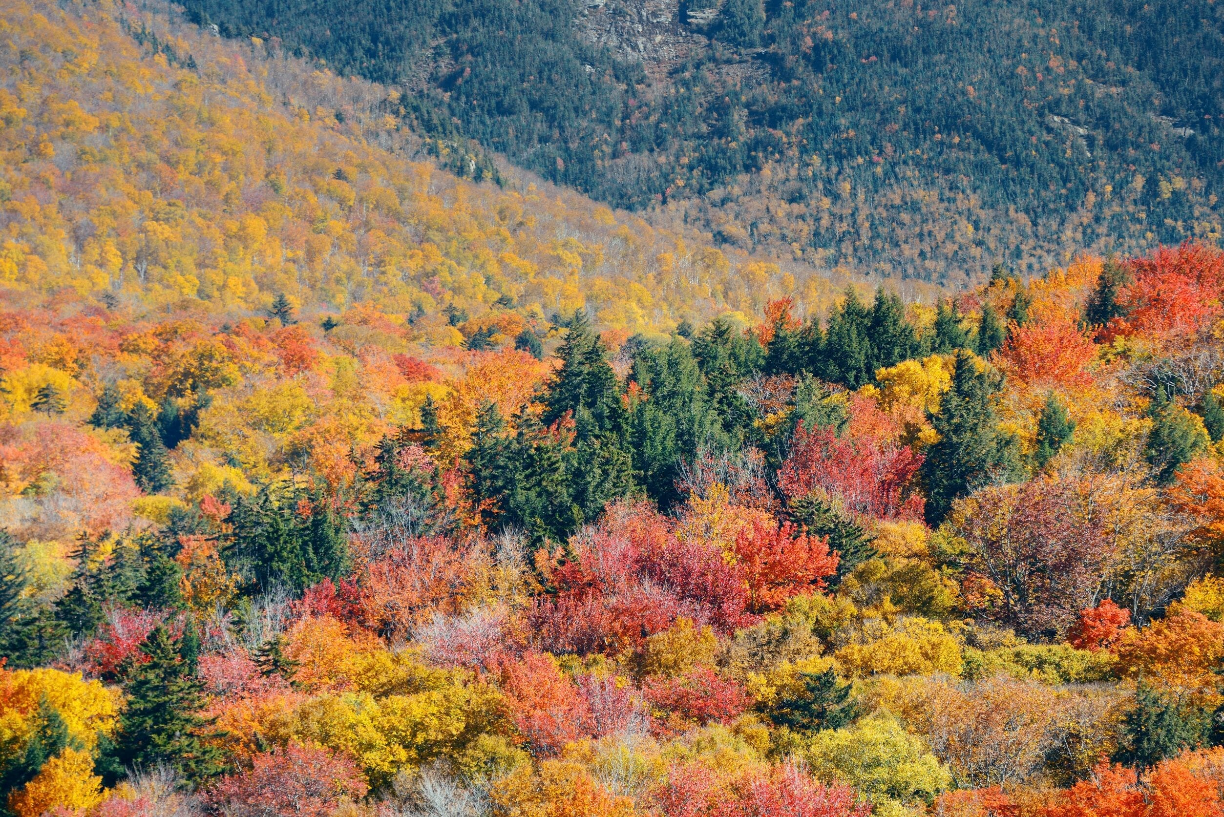 New Brunswick Forests Need the Wolastoqey Nation