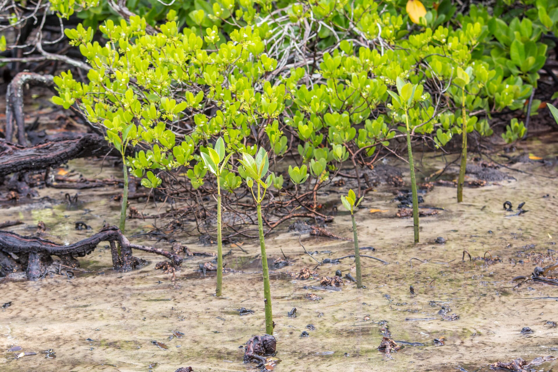 Ecosystem Restoration - Community Forests International