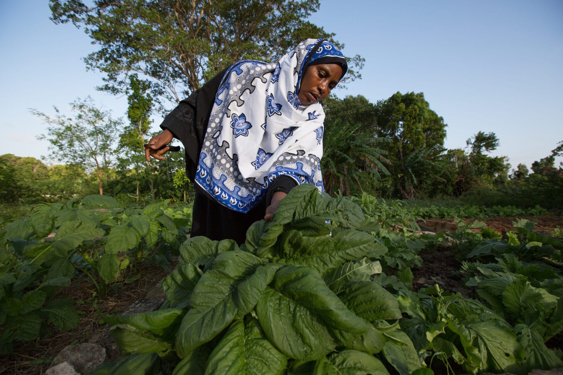 Climate Adaptation - Community Forests International